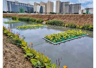 Floating Wetlands In India | PDF | Landscaping | Home & Garden