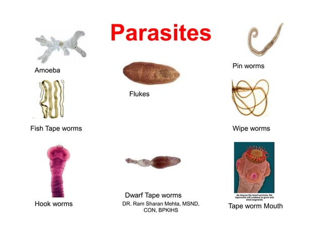 1.1.4. common paracite infections [compatibility mode] | PDF