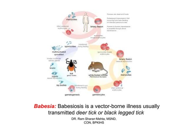 1.1.4. common paracite infections [compatibility mode] | PDF