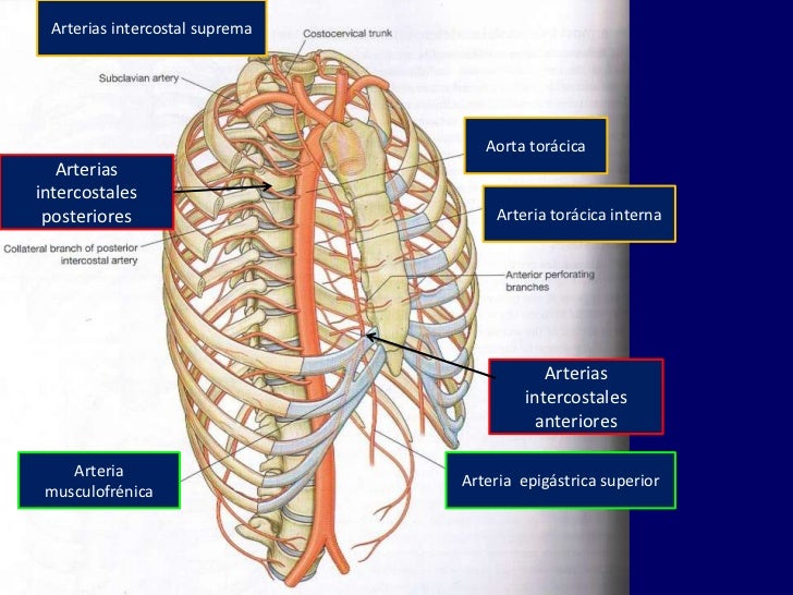 1.1.conceptos generales torax region pectoral mama y musculos