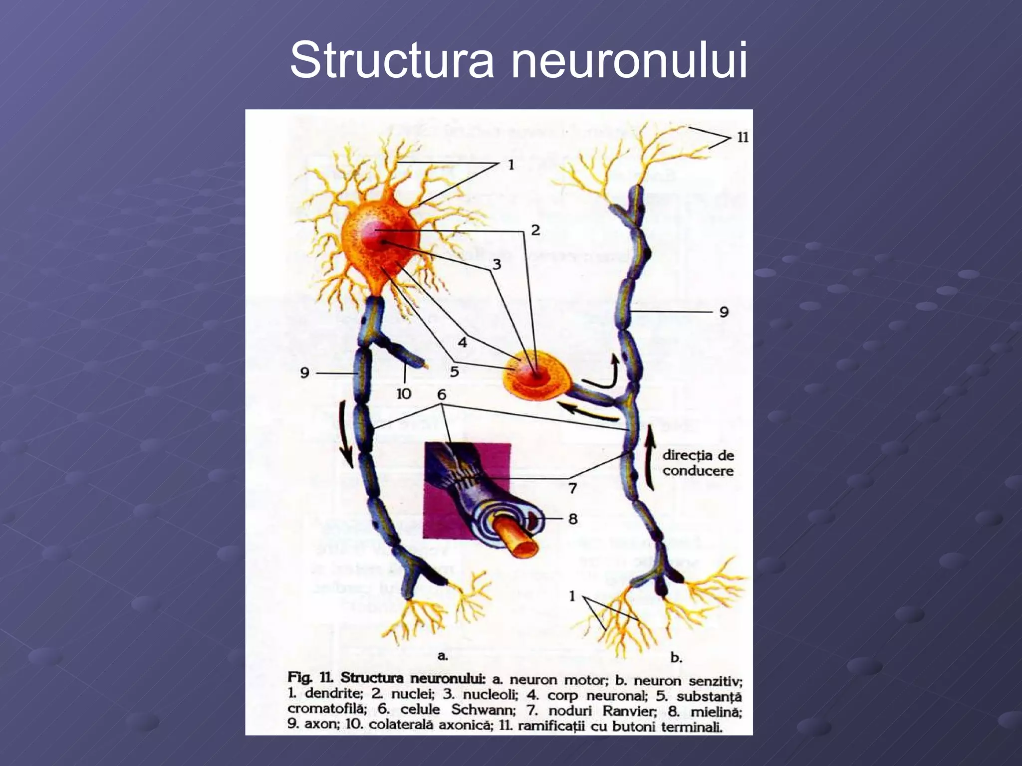 sistemul nervos | PPT