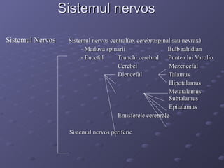 sistemul nervos | PPT