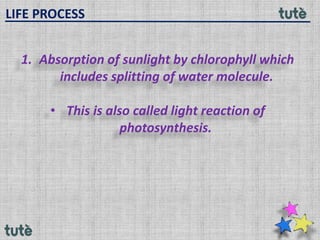 10 TH - Life Process - cbse - biology | PPTX