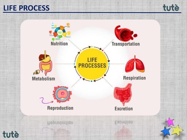 10 TH - Life Process - cbse - biology | PPTX