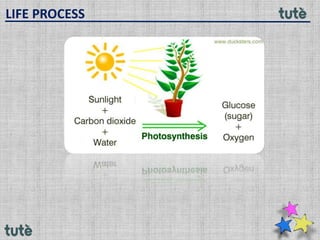 10 TH - Life Process - cbse - biology | PPTX