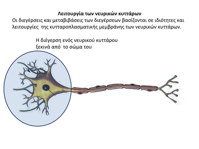 λειτουργια νευρικου κυτταρου(1) | PPT