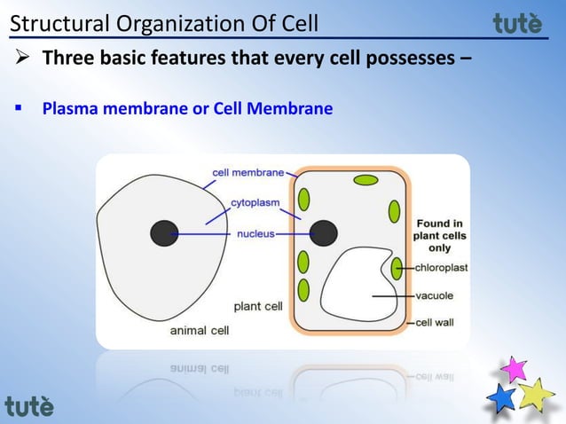 11th - cell structure and function - biology | PPT