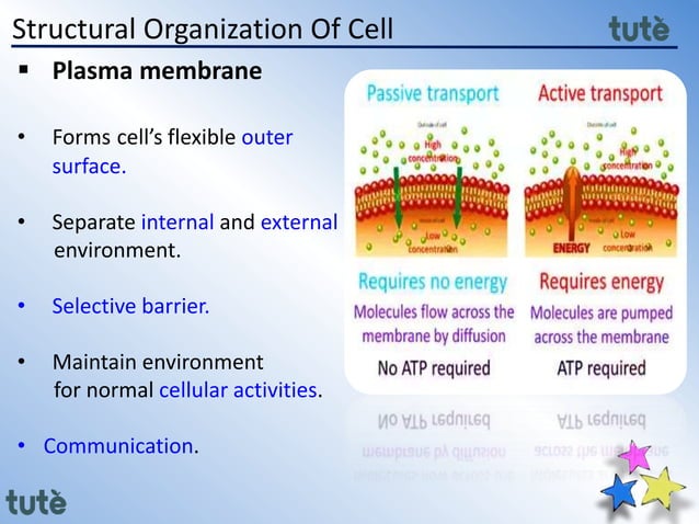 11th - cell structure and function - biology | PPT