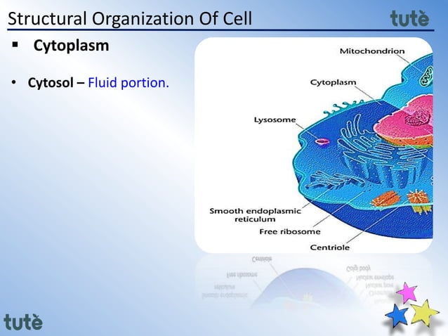 11th - cell structure and function - biology | PPT