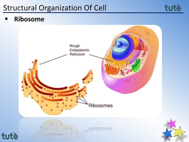 11th - cell structure and function - biology | PPT