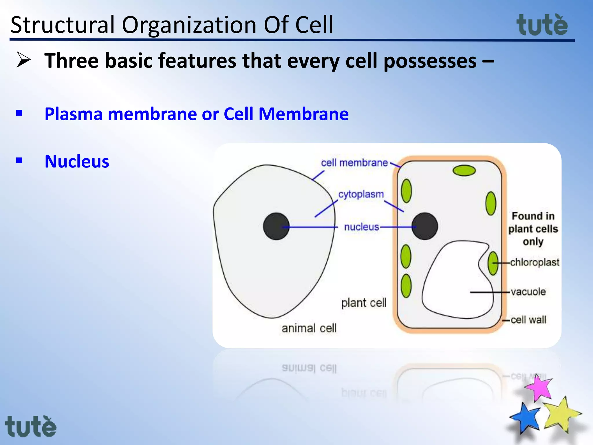 11th class Biology - Cell Structure and Function | PPTX