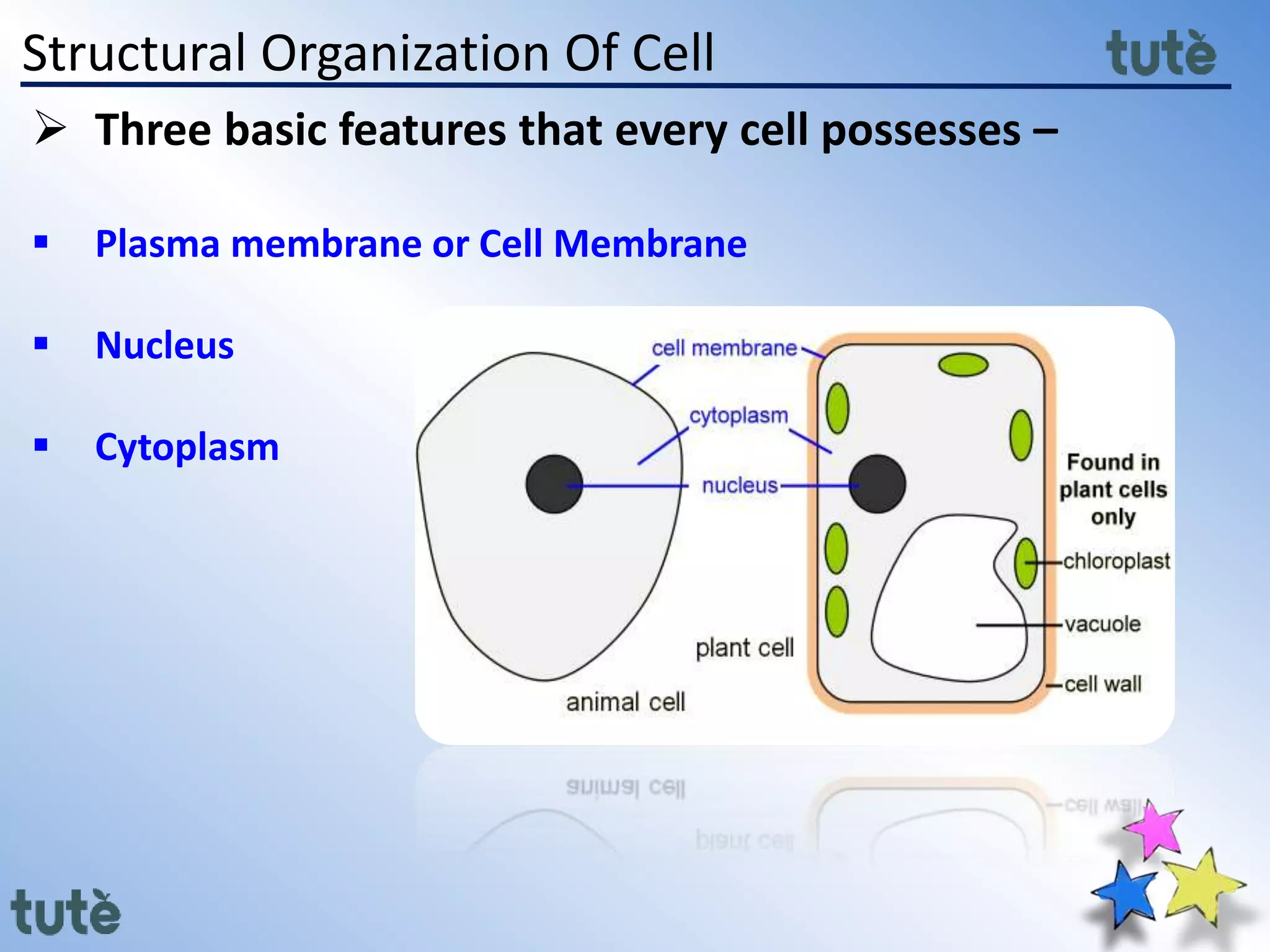 11th class Biology - Cell Structure and Function | PPTX