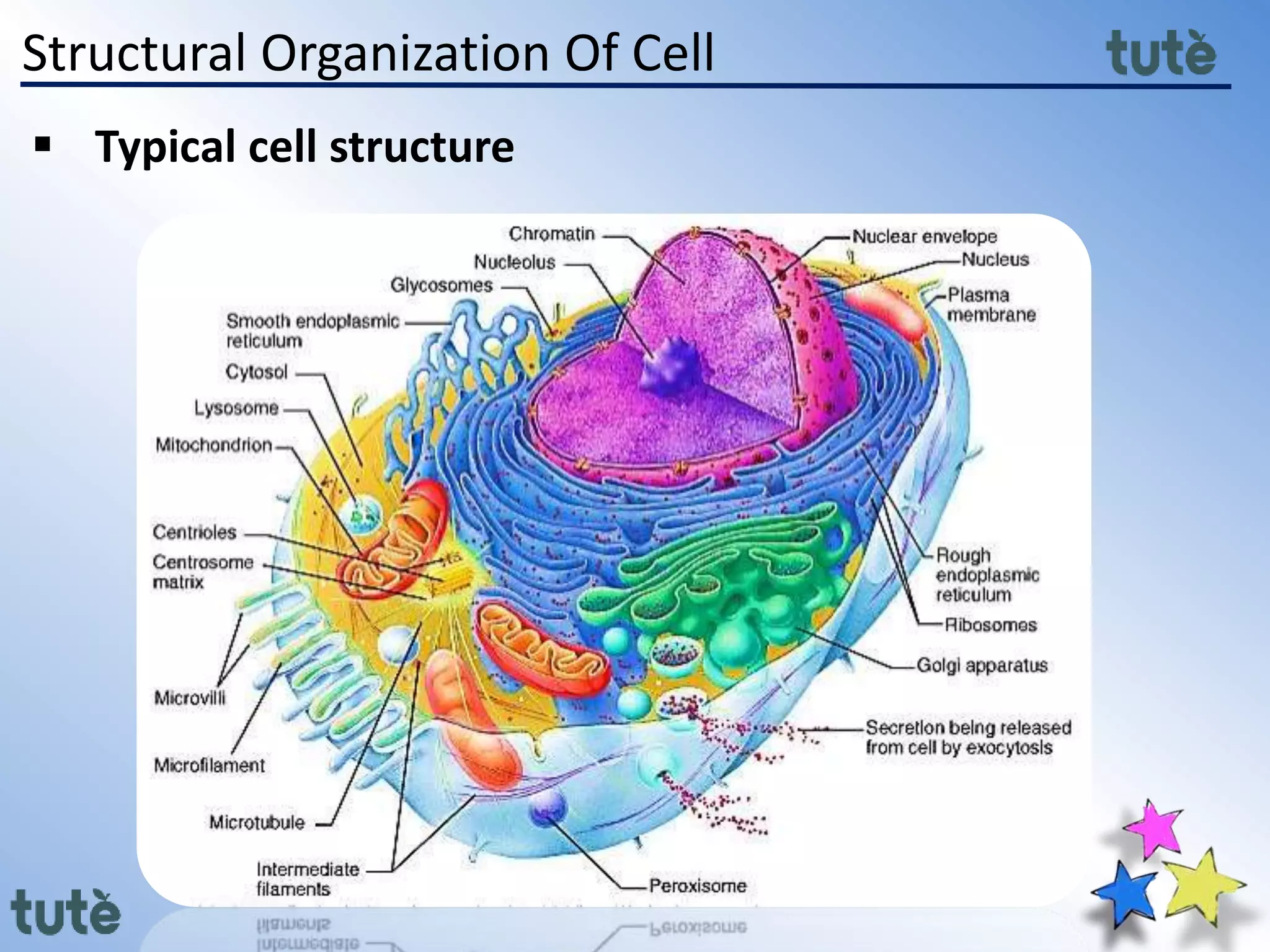 11th class Biology - Cell Structure and Function | PPTX