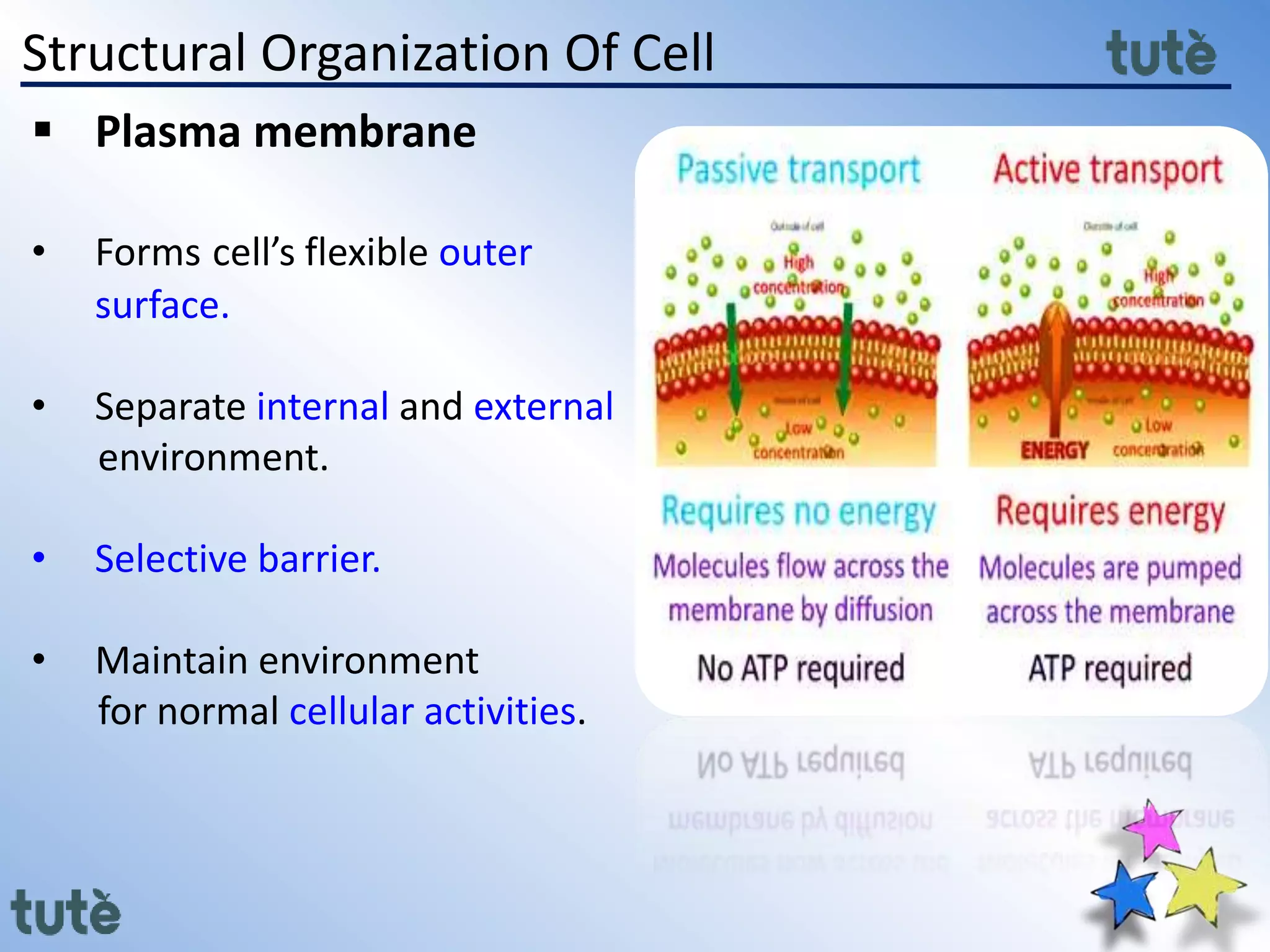 11th class Biology - Cell Structure and Function | PPTX | Biological ...