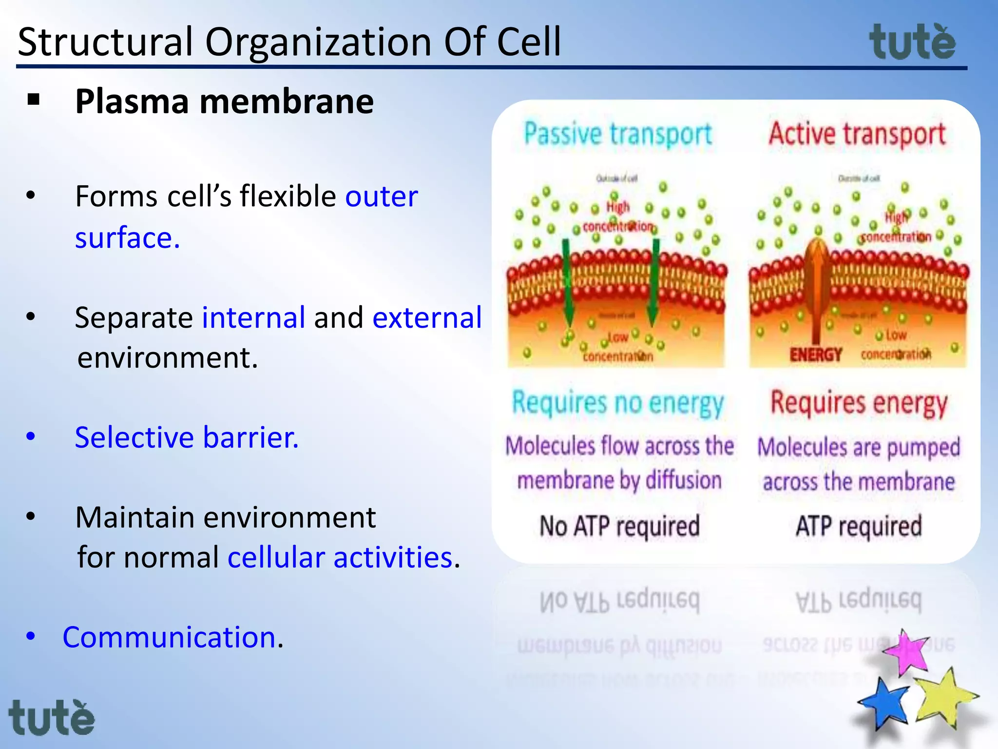 11th class Biology - Cell Structure and Function | PPTX