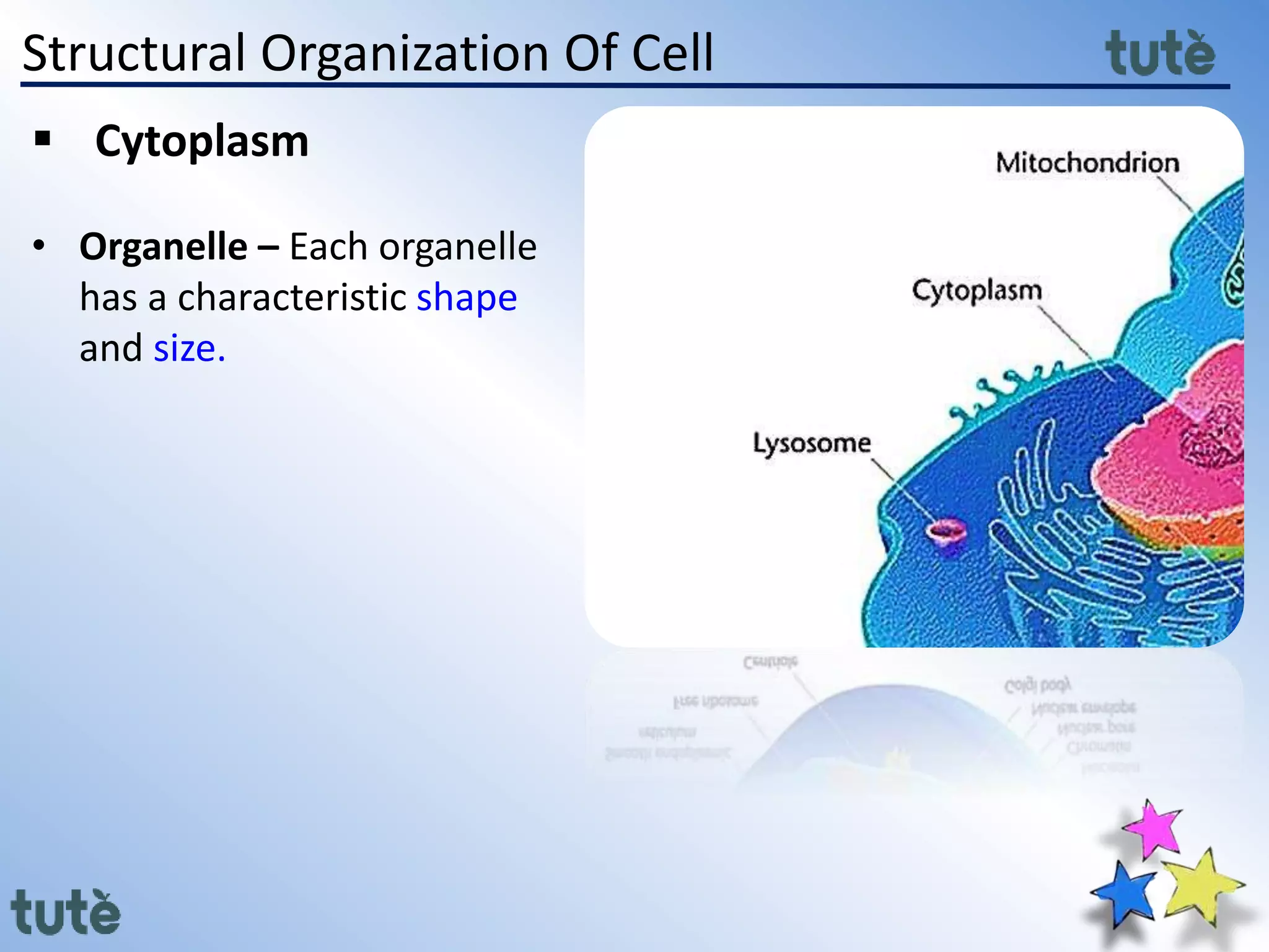 11th class Biology - Cell Structure and Function | PPTX