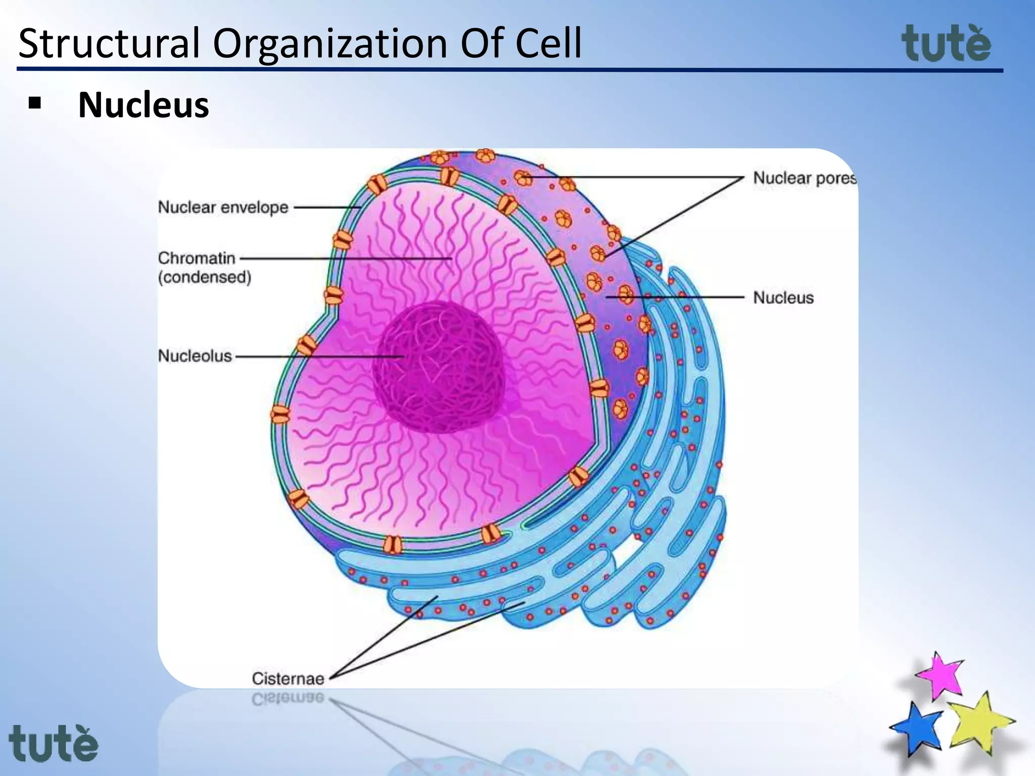 11th class Biology - Cell Structure and Function | PPTX