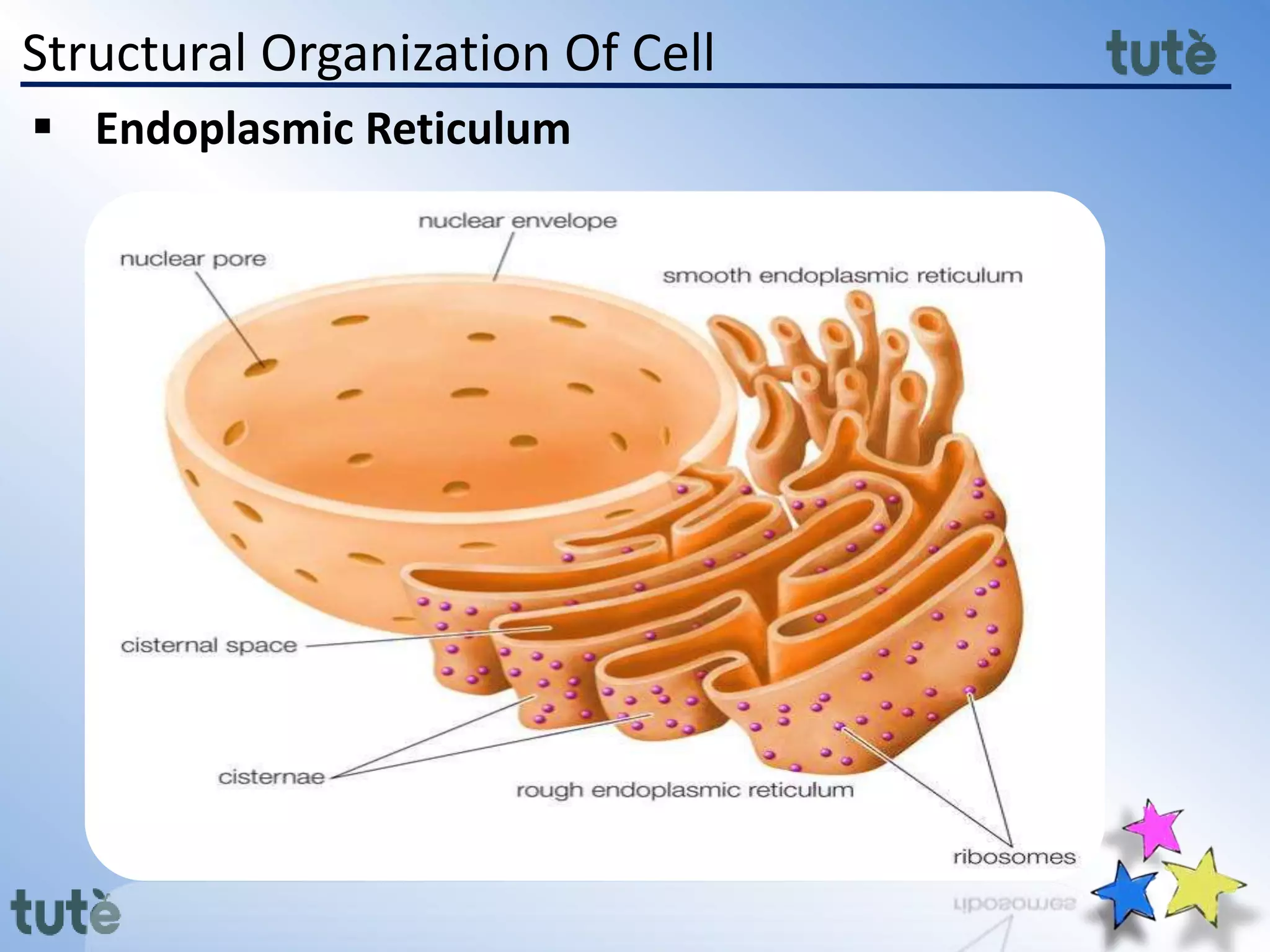 11th class Biology - Cell Structure and Function | PPTX | Biological ...