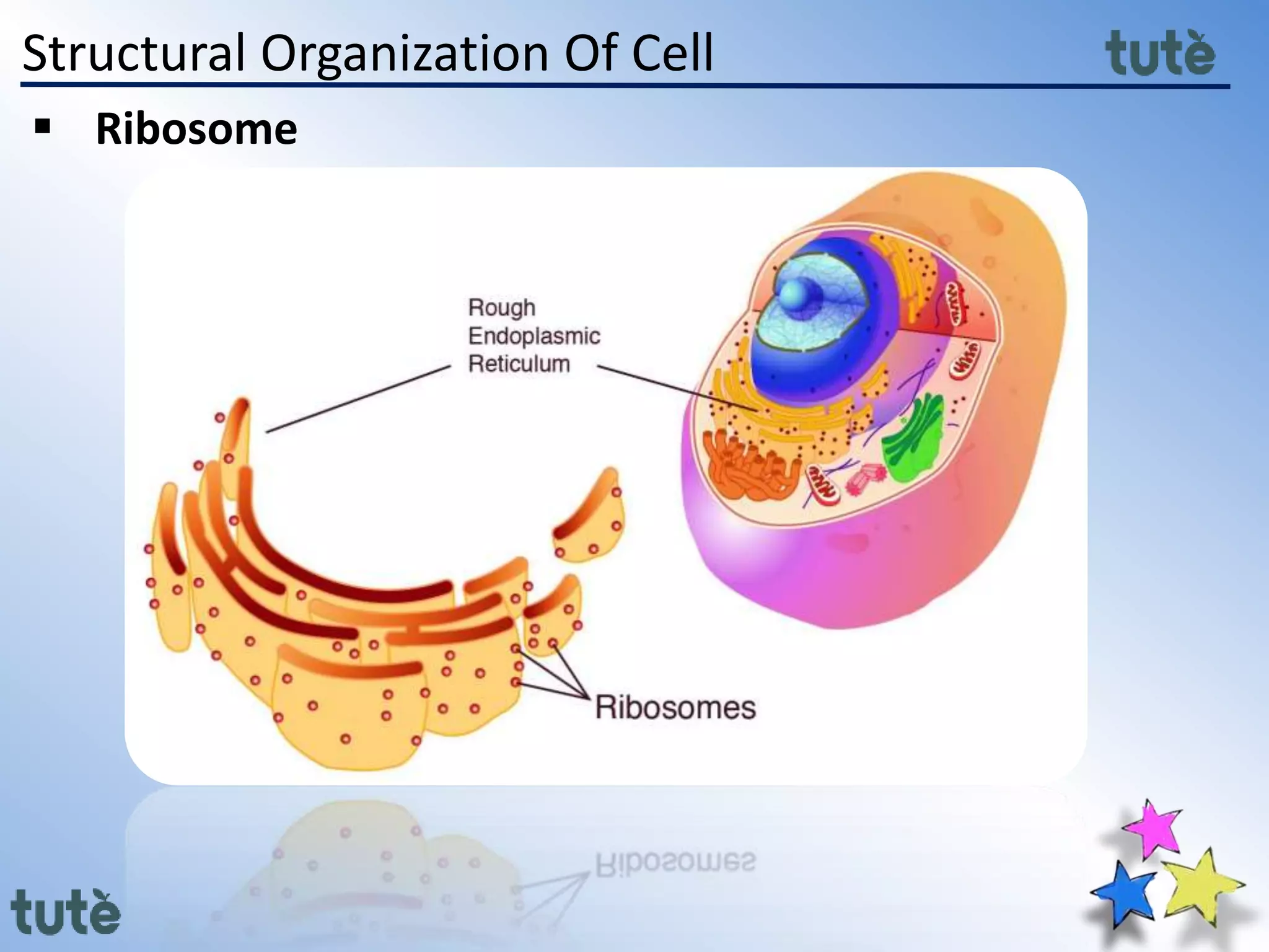 11th class Biology - Cell Structure and Function | PPTX | Biological ...
