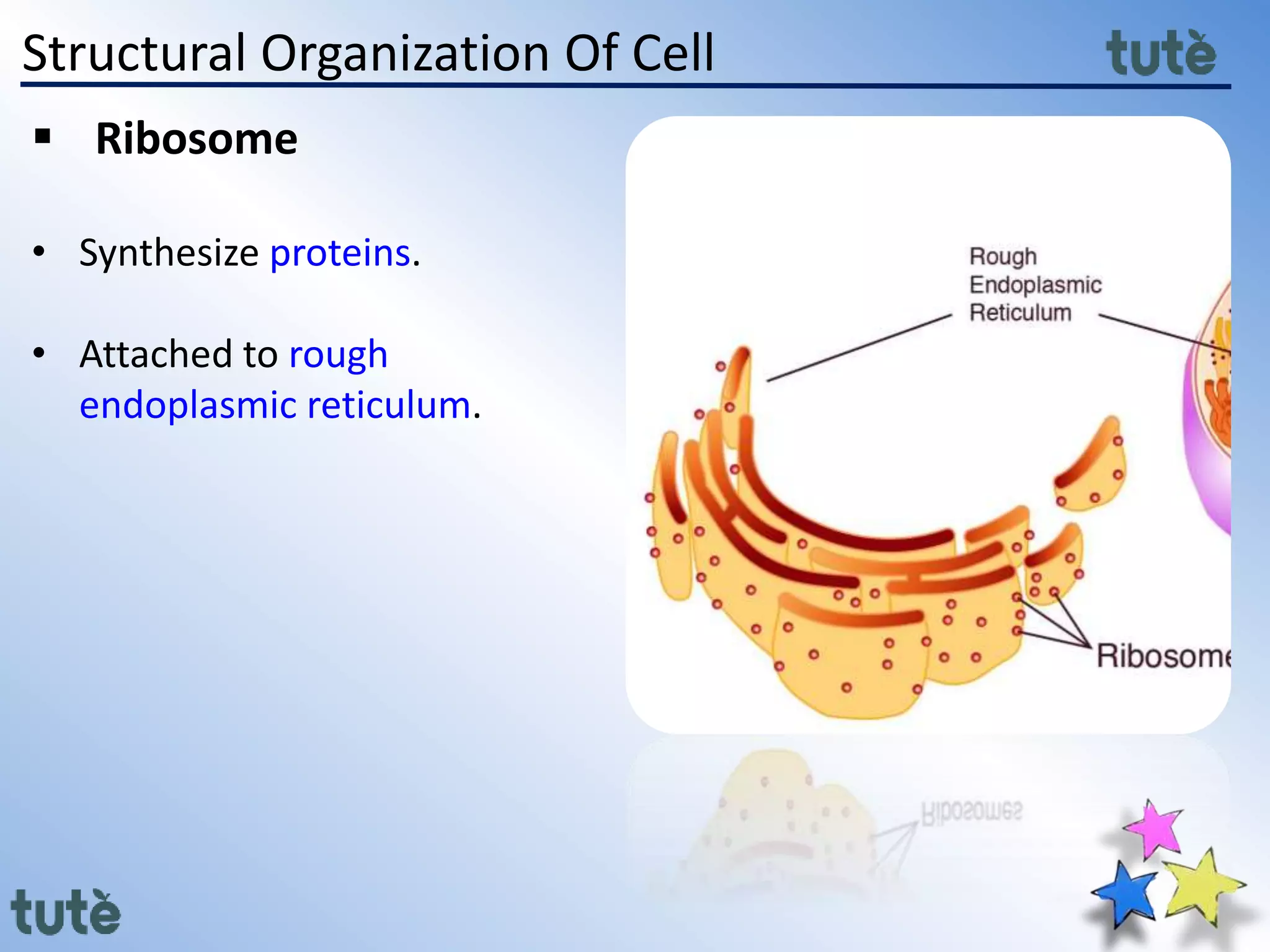 11th class Biology - Cell Structure and Function | PPTX | Biological ...