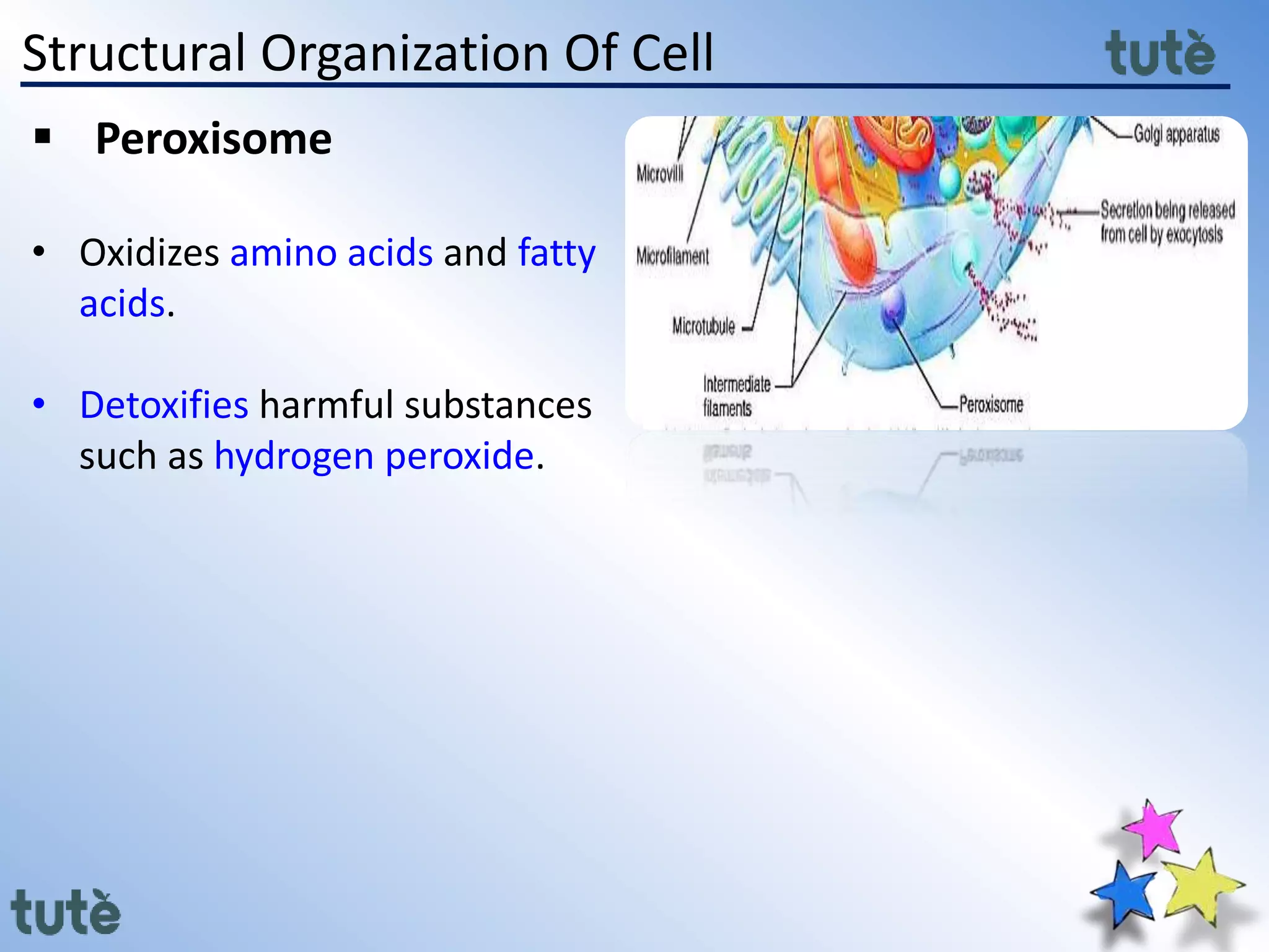 11th class Biology - Cell Structure and Function | PPTX | Biological ...