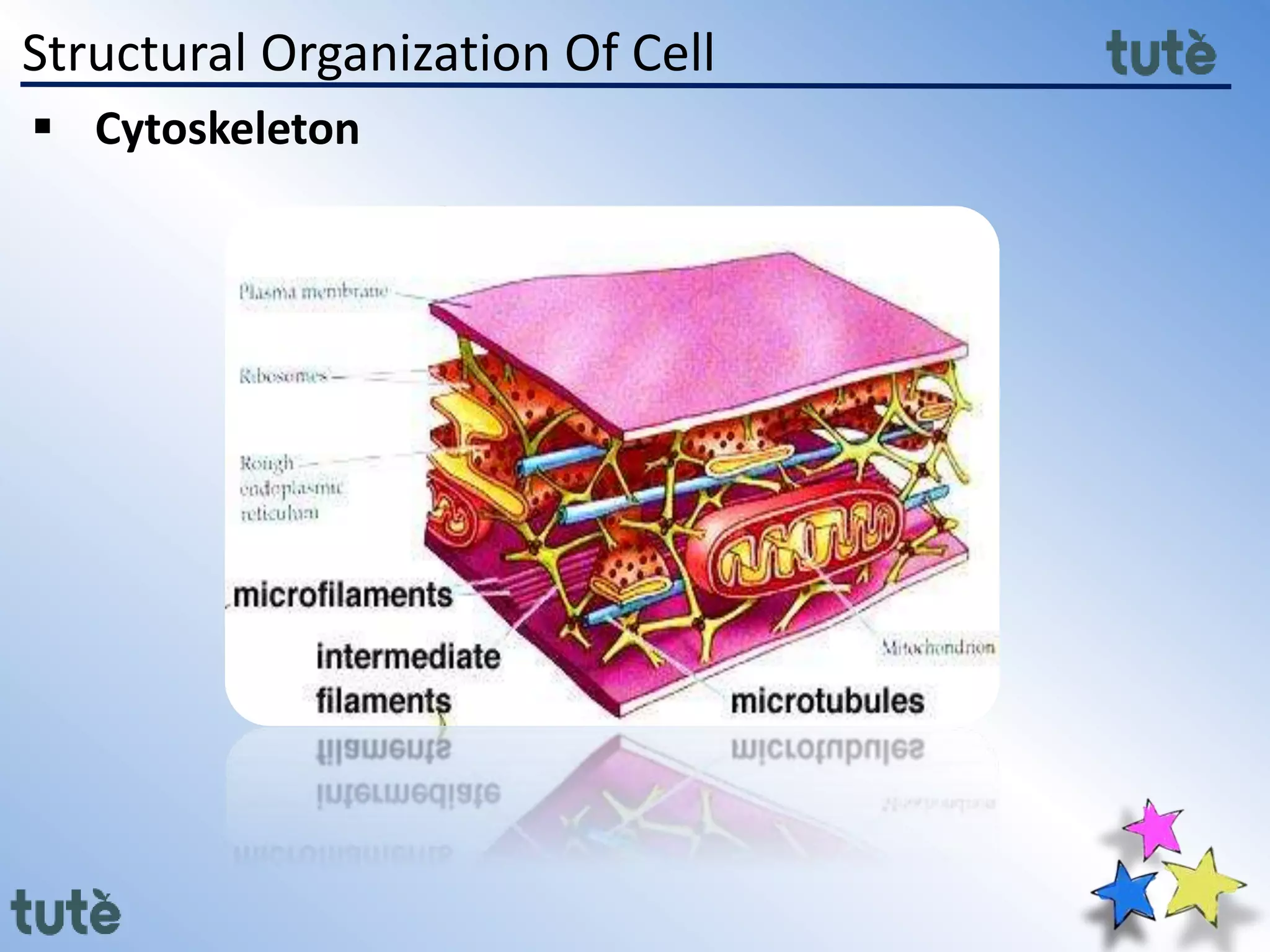 11th class Biology - Cell Structure and Function | PPTX
