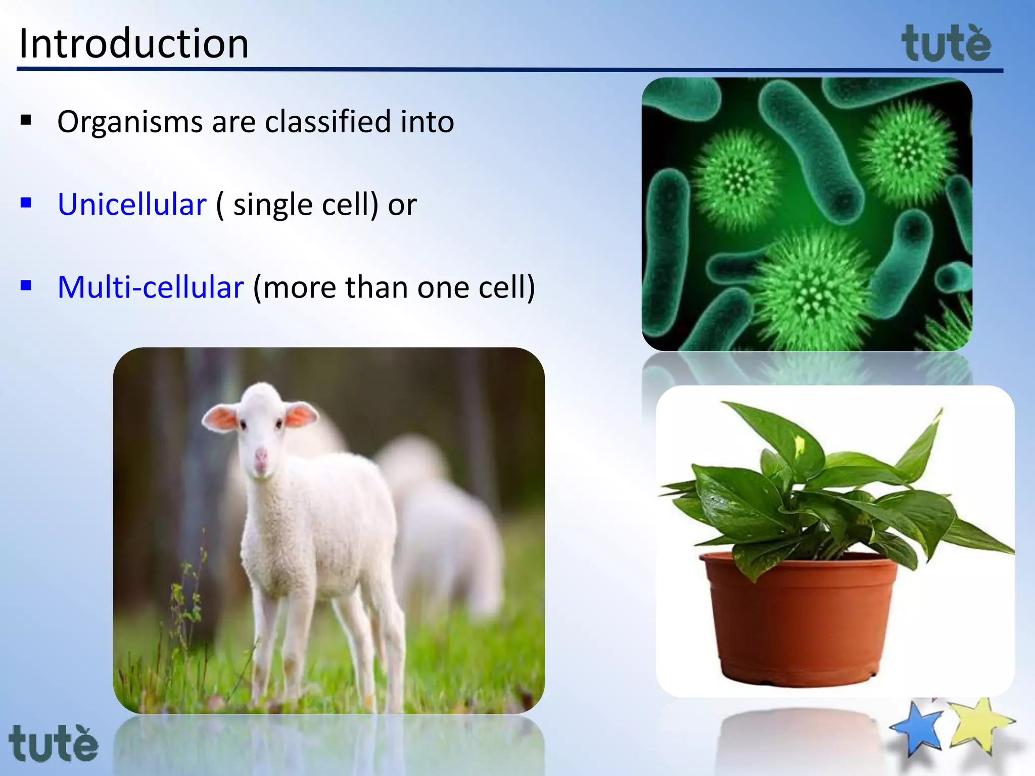 11th class Biology - Cell Structure and Function | PPTX | Biological ...