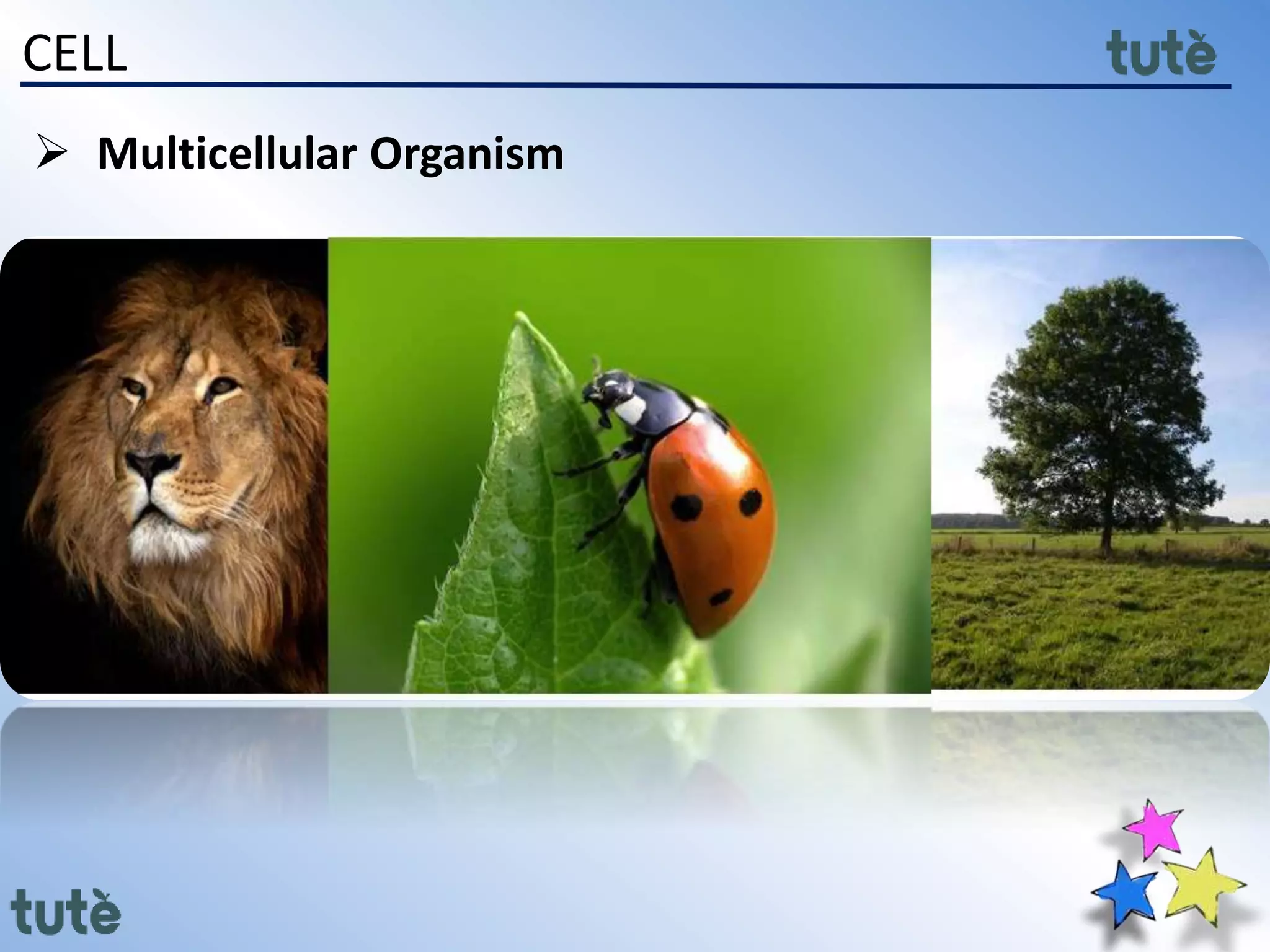 11th class Biology - Cell Structure and Function | PPTX