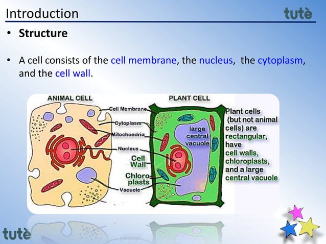 11th class Biology - Cell Structure and Function | PPTX | Biological ...