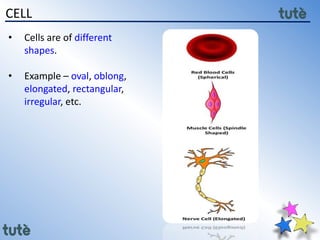 11th class Biology - Cell Structure and Function | PPTX