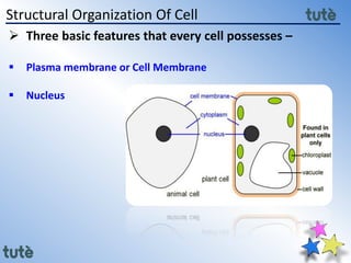 11th class Biology - Cell Structure and Function | PPTX