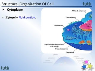 11th class Biology - Cell Structure and Function | PPTX