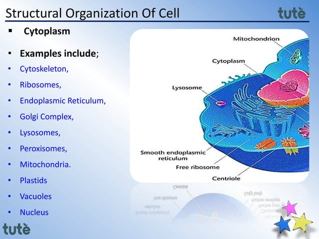 11th class Biology - Cell Structure and Function | PPTX | Biological ...