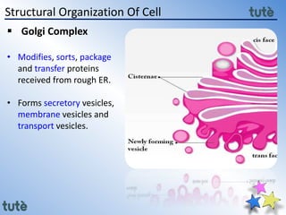 11th class Biology - Cell Structure and Function | PPTX