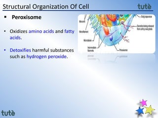11th class Biology - Cell Structure and Function | PPTX