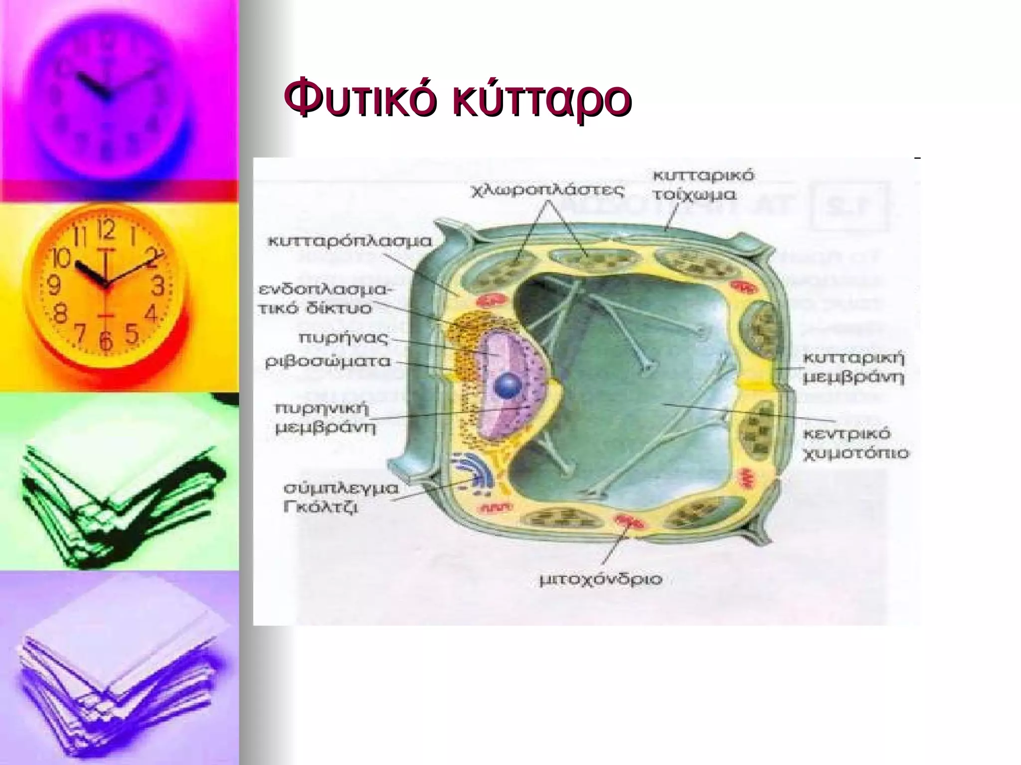 δομή του κυττάρου1 αντωνης χριστοφορος | PPT
