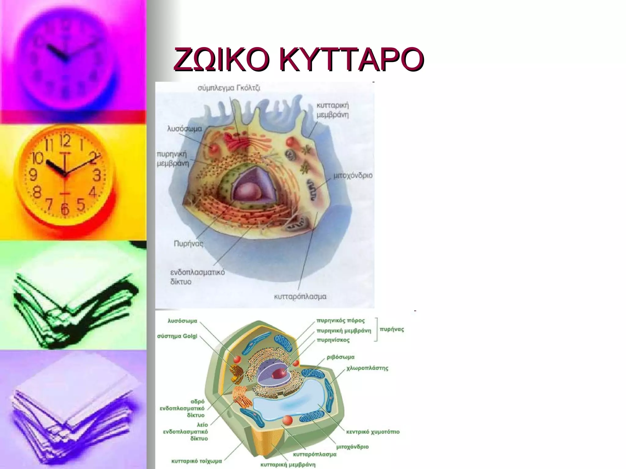 δομή του κυττάρου1 αντωνης χριστοφορος | PPT