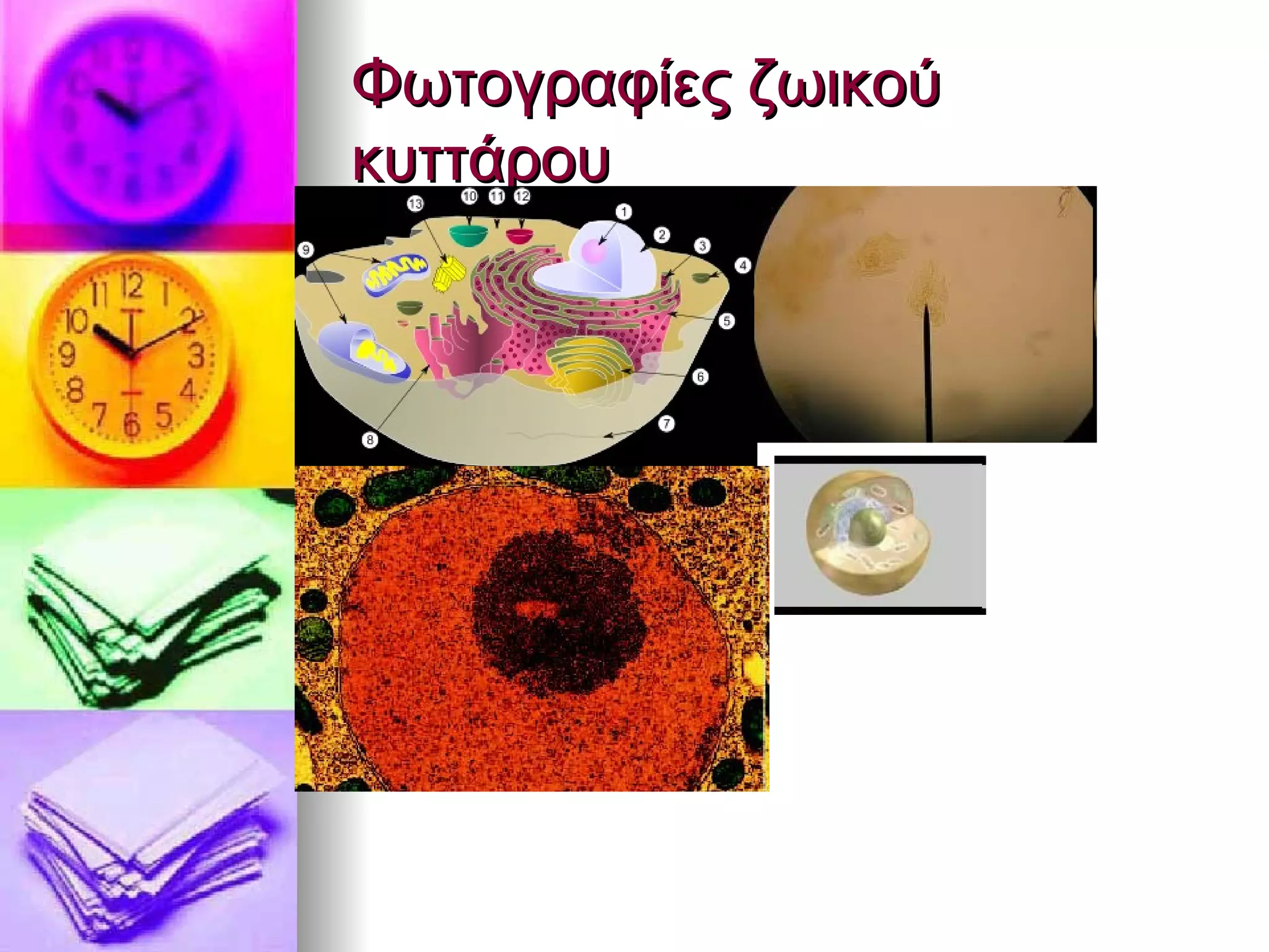 δομή του κυττάρου1 αντωνης χριστοφορος | PPT