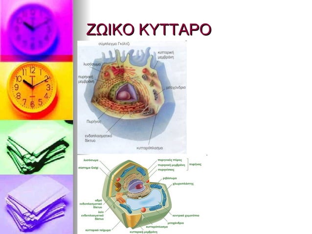 δομή του κυττάρου1 αντωνης χριστοφορος | PPT