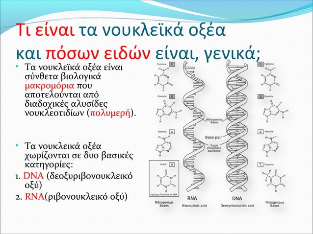 νουκλεϊκά οξέα 1ος κύκλος | PPT