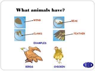 Unit 1: Animals | PPT