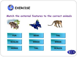 Unit 1: Animals | PPT