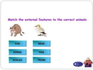 Unit 1: Animals | PPT