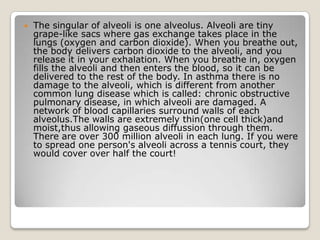 Alveoli | PPTX
