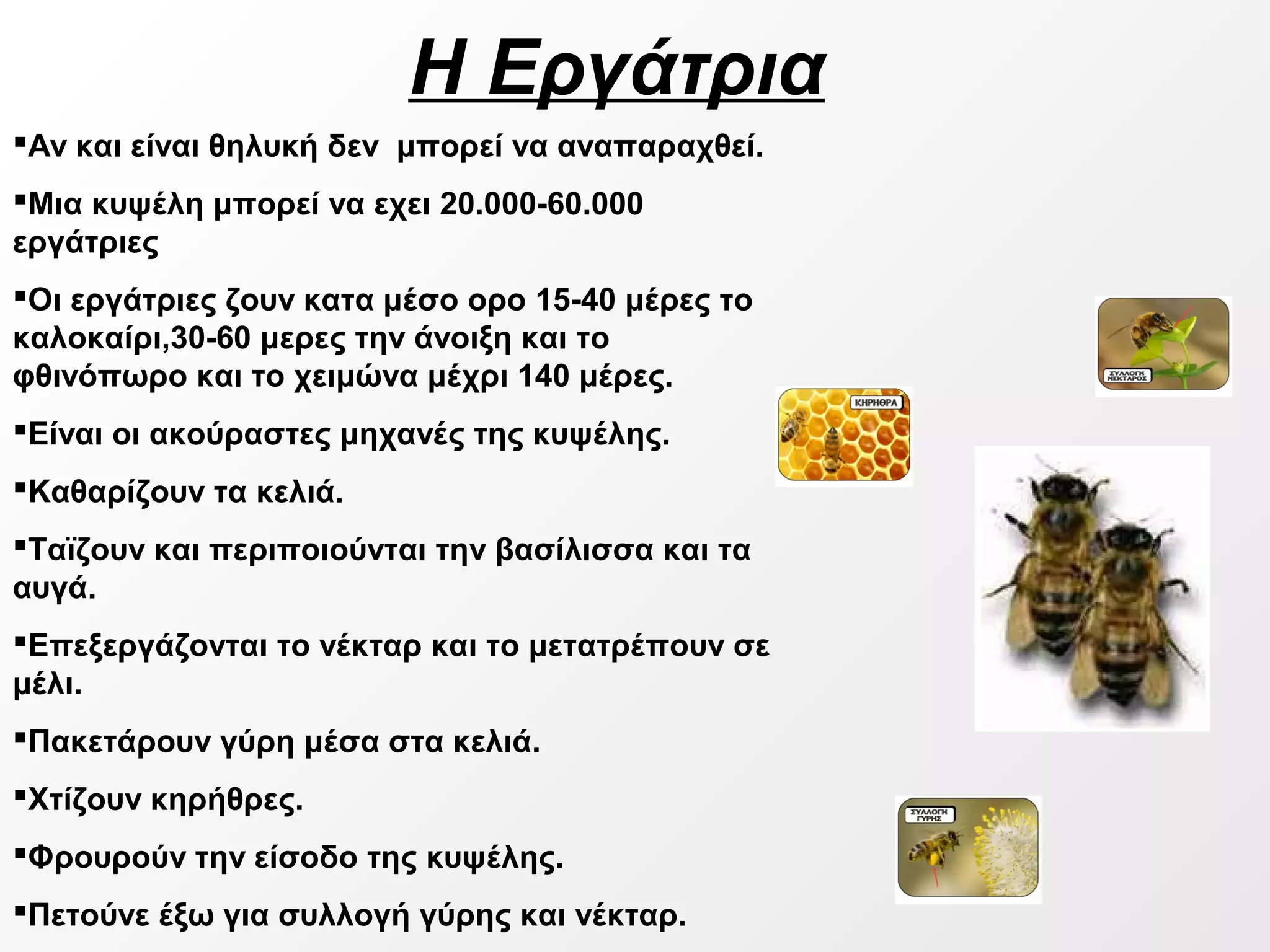 Ο θαυμαστός κόσμος της μέλισσας | PPT