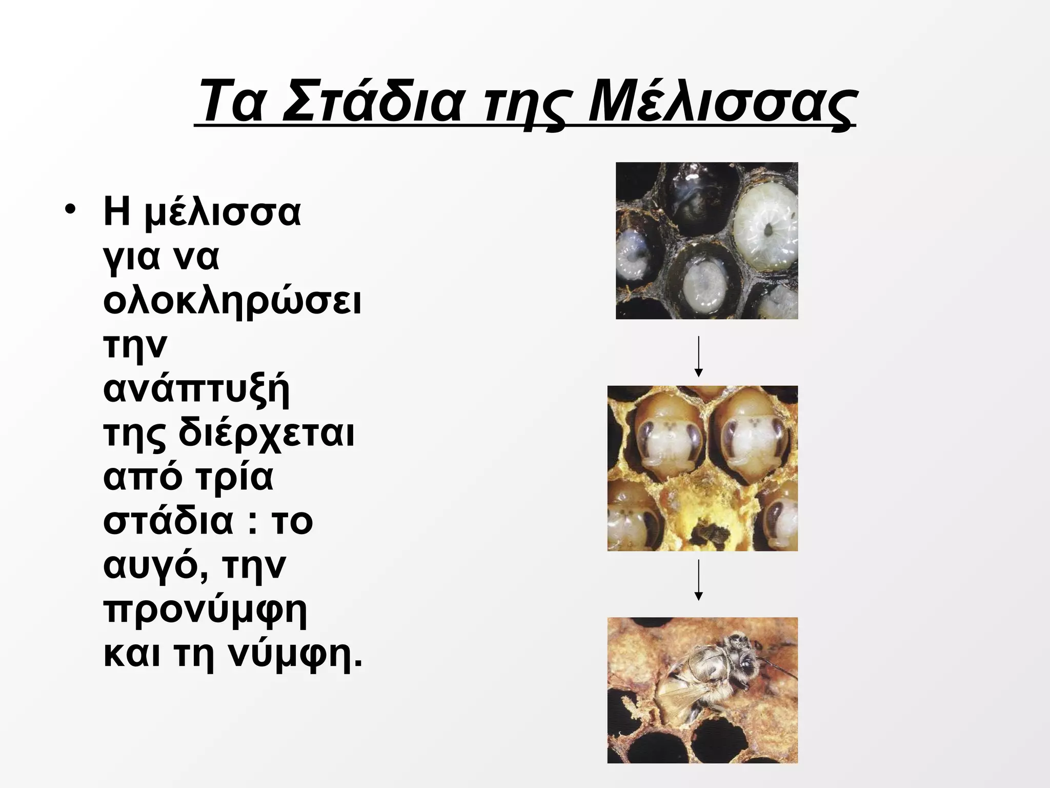 Ο θαυμαστός κόσμος της μέλισσας | PPT