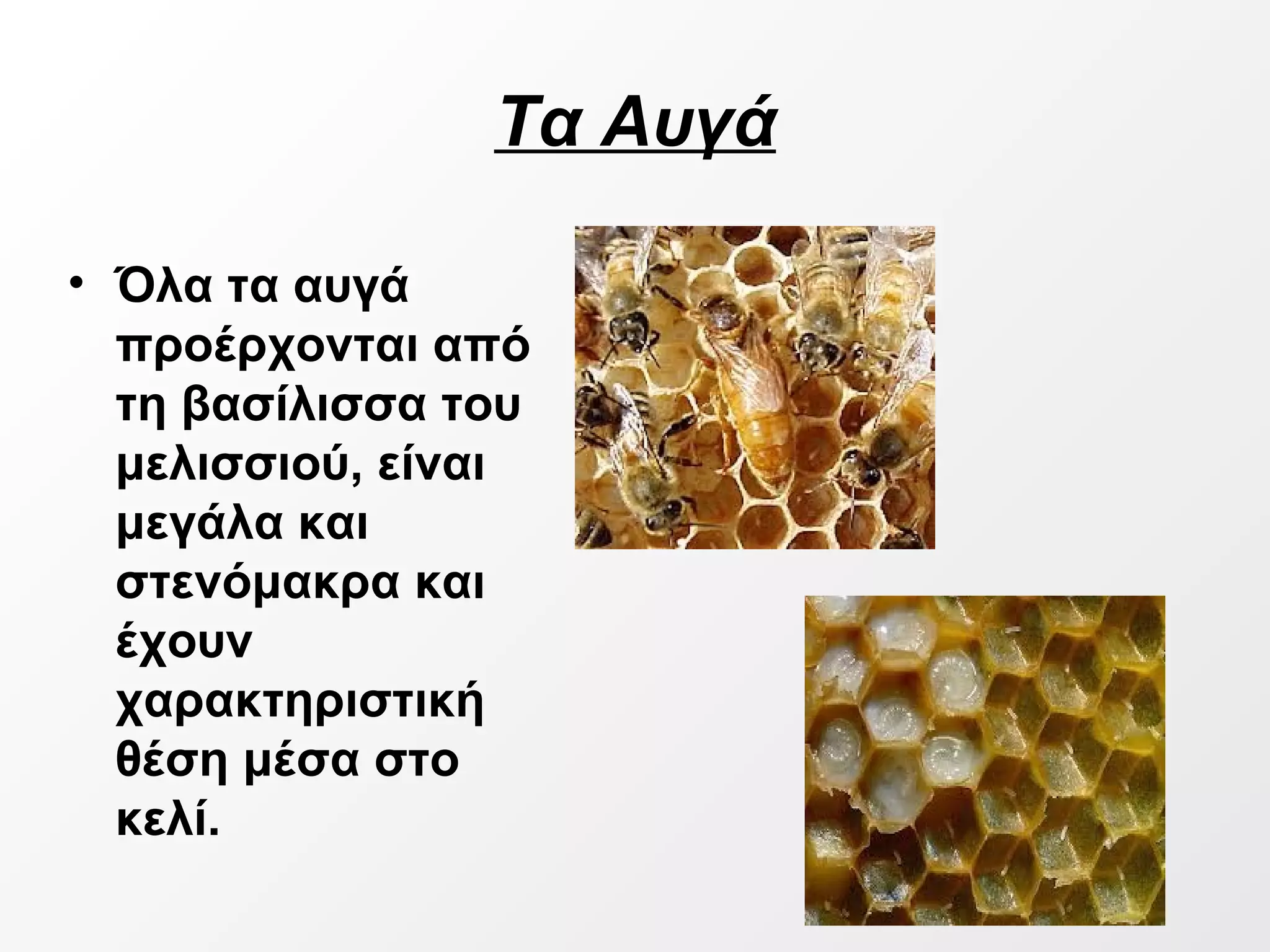 Ο θαυμαστός κόσμος της μέλισσας | PPT