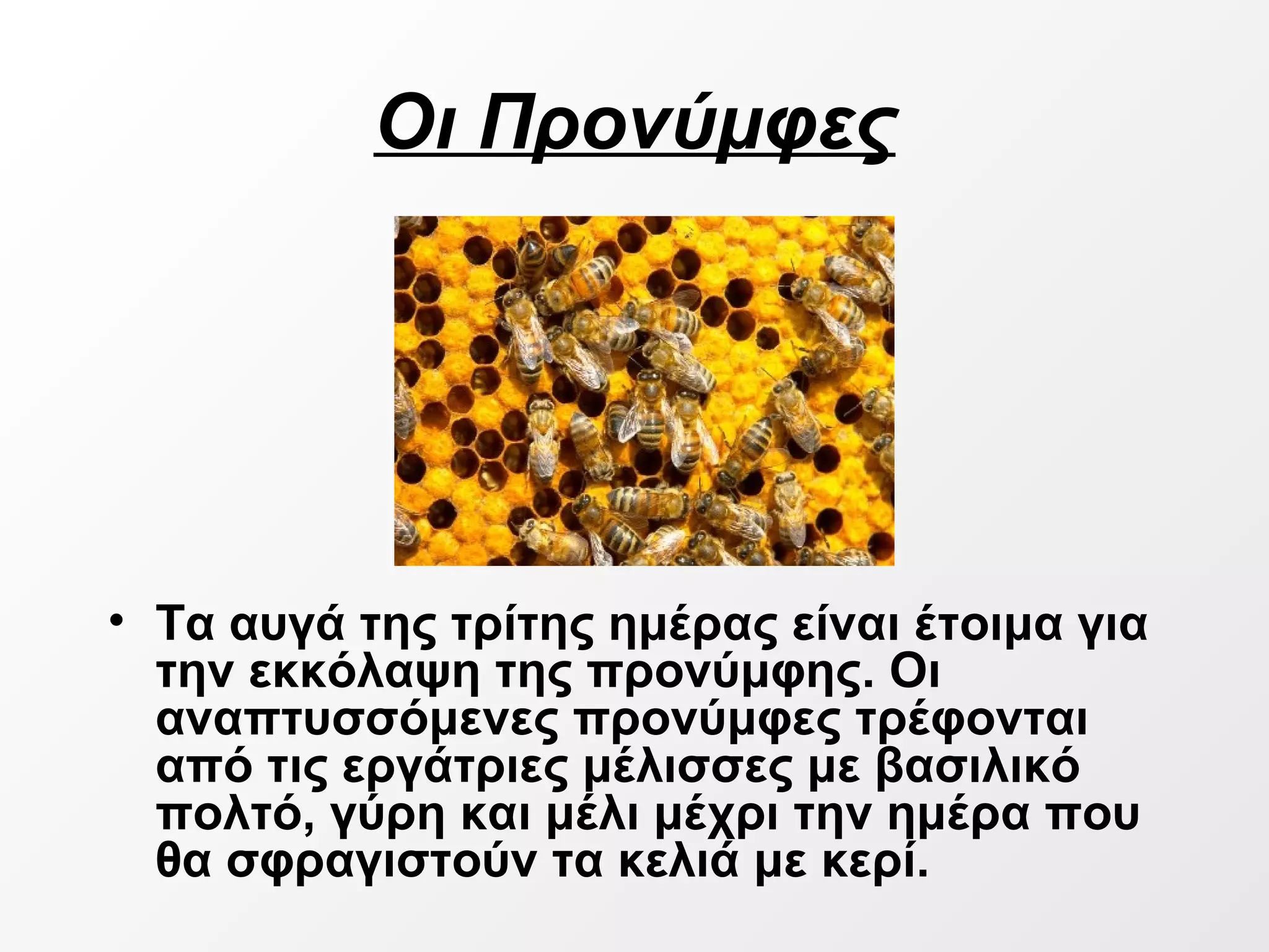 Ο θαυμαστός κόσμος της μέλισσας | PPT