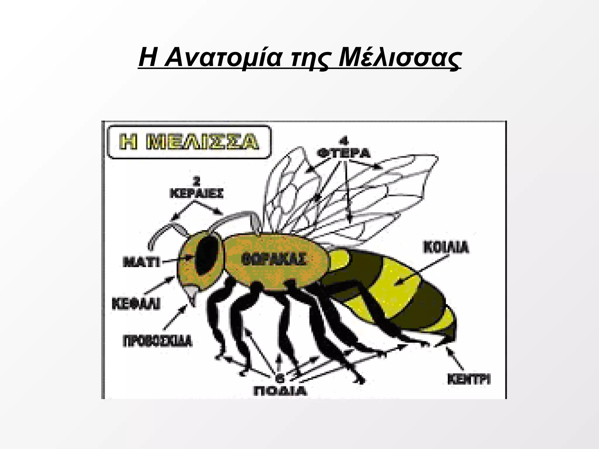Ο θαυμαστός κόσμος της μέλισσας | PPT