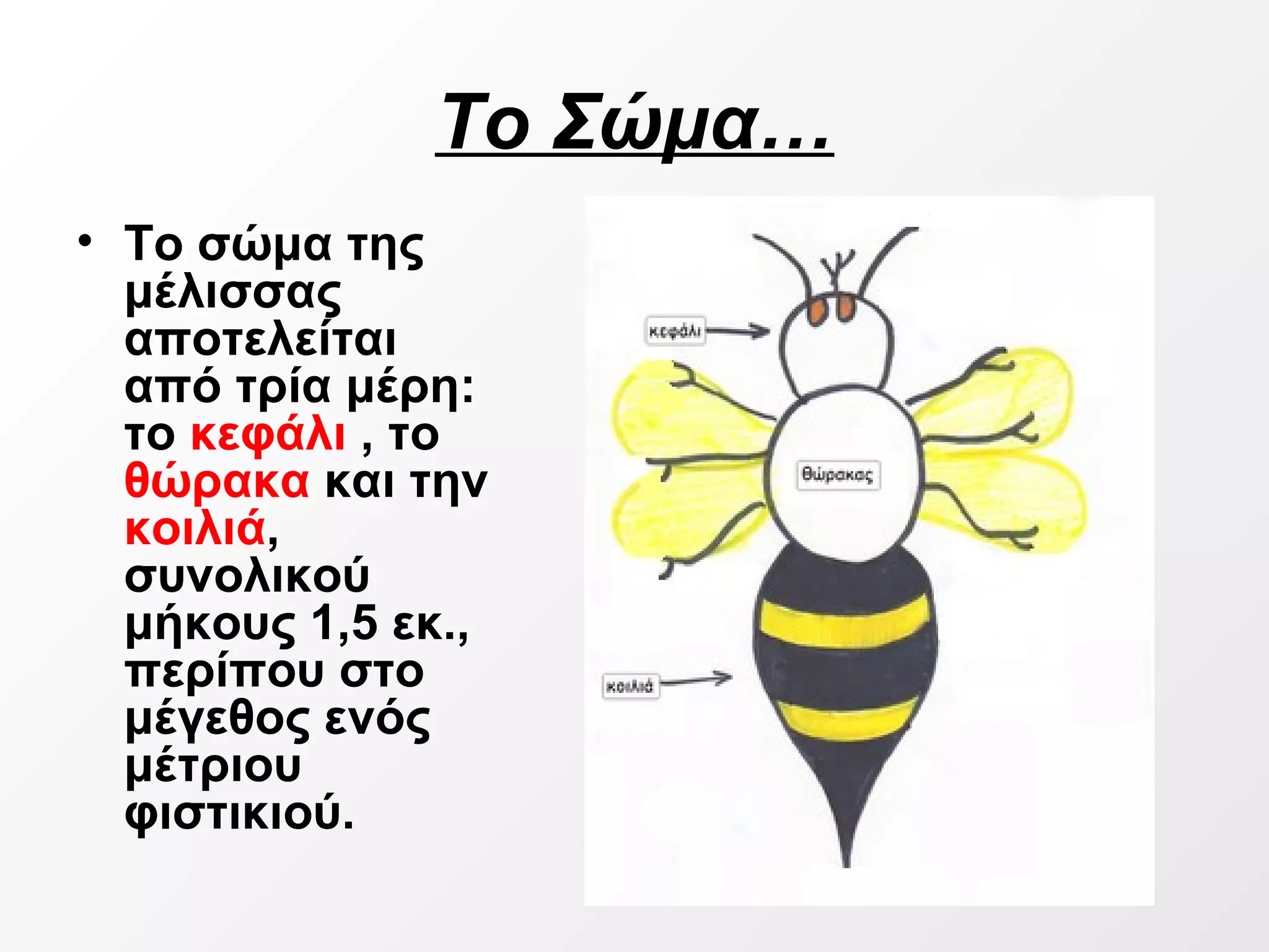 Ο θαυμαστός κόσμος της μέλισσας | PPT